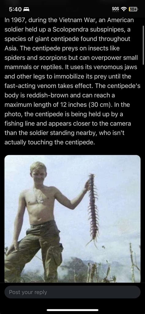 Centipede Irl Be Like R Rainworld