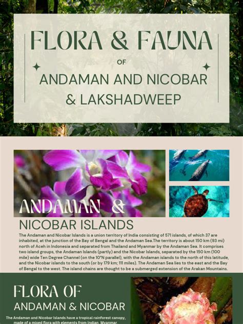Andaman And Nicobar Flora And Fauna Guide Pdf Forests Wild Boar