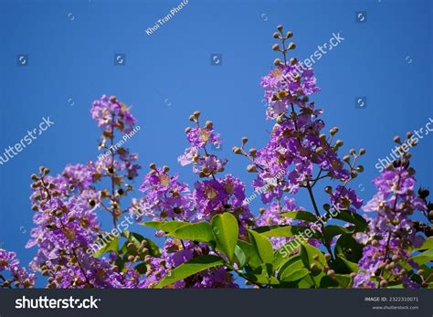 Lagerstroemia Speciosa Species Lagerstroemia Native Tropical Stock