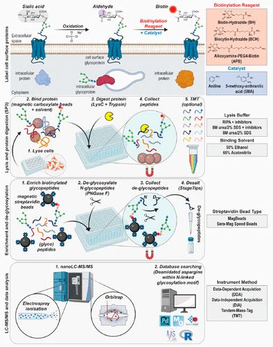 News In Proteomics Research Automatable Cell Surface Proteomics Surface Omics With Magnetic