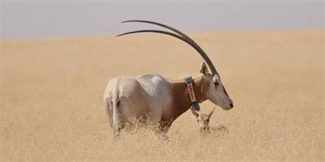 Once Extinct In The Wild Scimitar Horned Oryx Are Back From The Brink
