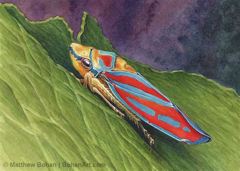 Candy Striped Leafhopper Watercolor Step By Step Bohan Art