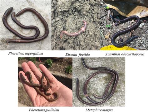 Specific And Rapid Identification Of The Pheretima Aspergillum By Loop