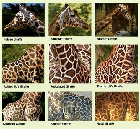 Giraffe Soorten Giraffe Giraffe Pictures Types Of Giraffes