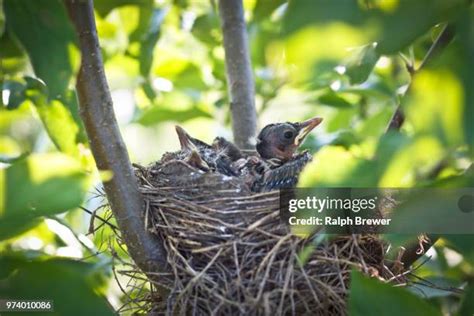Ralph Robins Photos And Premium High Res Pictures Getty Images