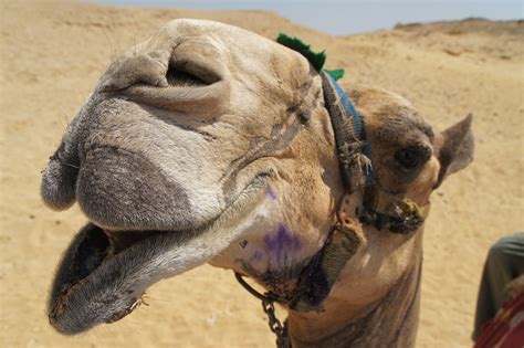 1920x1080 Resolution Camel Face Mouth 1080p Laptop Full Hd Wallpaper