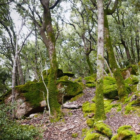 Bosc Sample Bravanariz