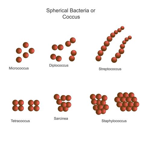 Classification Of Bacteria On The Basis Of External Morphology