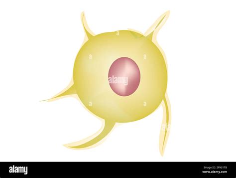 Mesenchymal Stem Cell Anatomy Stock Vector Image And Art Alamy