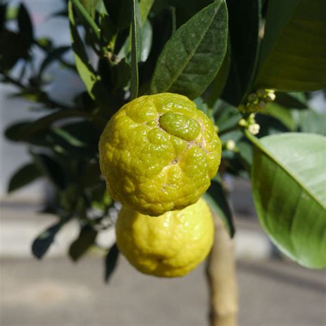 Limonero Pursha Venta Limonero Pursha Citrus Limetta Pursha