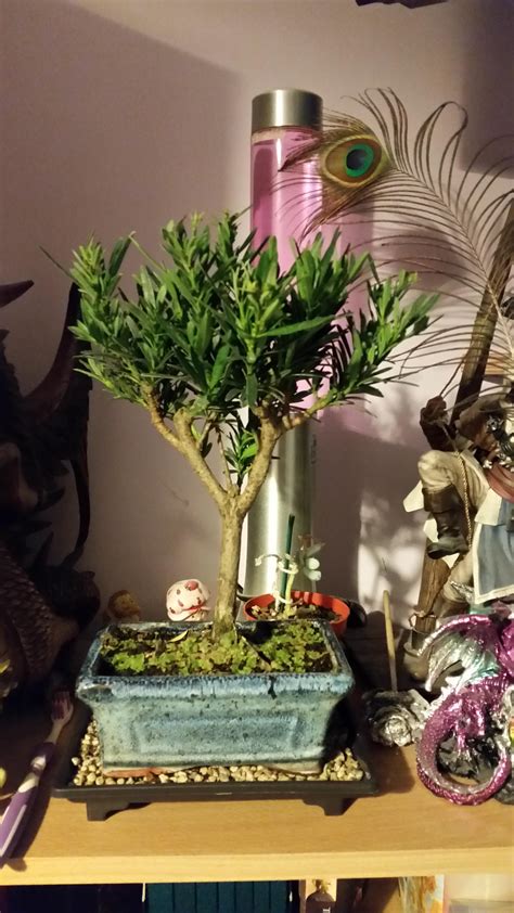 Podocarpus Macrophyllus 4 Years Growth Album On Imgur