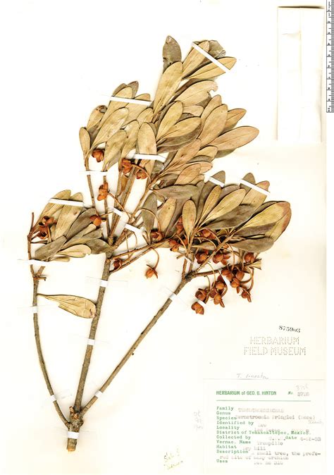 Ternstroemia Lineata Rapid Reference The Field Museum