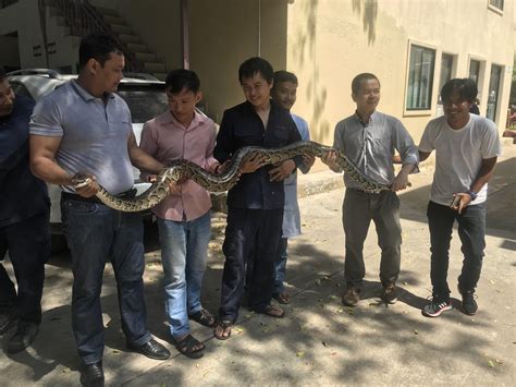A Beautiful Burmese Python We Found In The Institute Phnom Penh