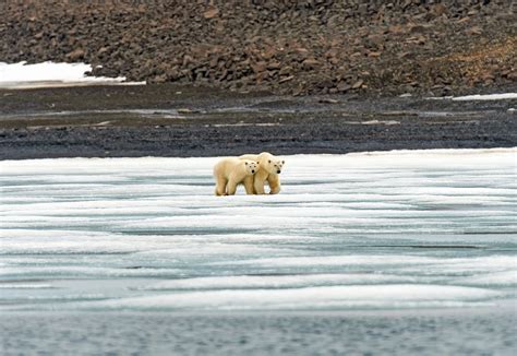 Polar Bear Tours In Svalbard Safe Arctic Expeditions