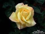 Peace Rose With Comment ~ Just Our Pictures