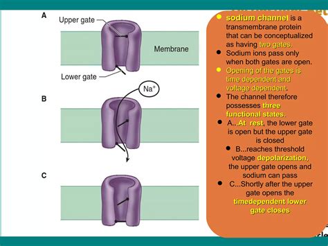 Neuromuscular Blocking Agents Ppt