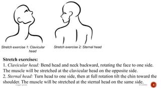 Trigger Point Therapy Pptx