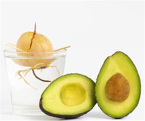 How To Grow An Avocado Tree From Seed With Expert Advice Homes And