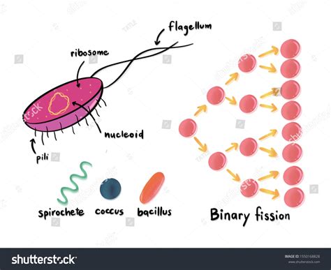 Multiple Fission In Bacteria