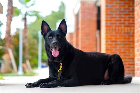 Working Line German Shepherd Origin History Pictures And Facts