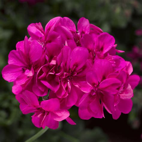 Ivy League™ Red Syngenta Flowers