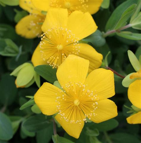 St Johns Wort Hypericum Cerastoides Silvana