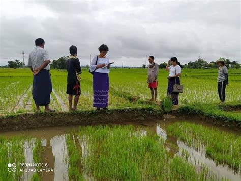 လှိုင်းဘွဲမြို့နယ်အတွင်းရှိ မျိုးစေ့ထုတ်စိုက်ခင်းများ ပိုးမွှားကျရောက်မ