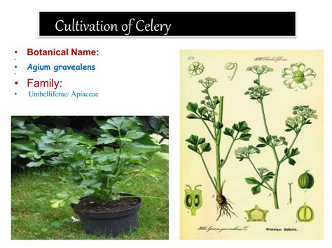 Cultivation Of Celery Pptx