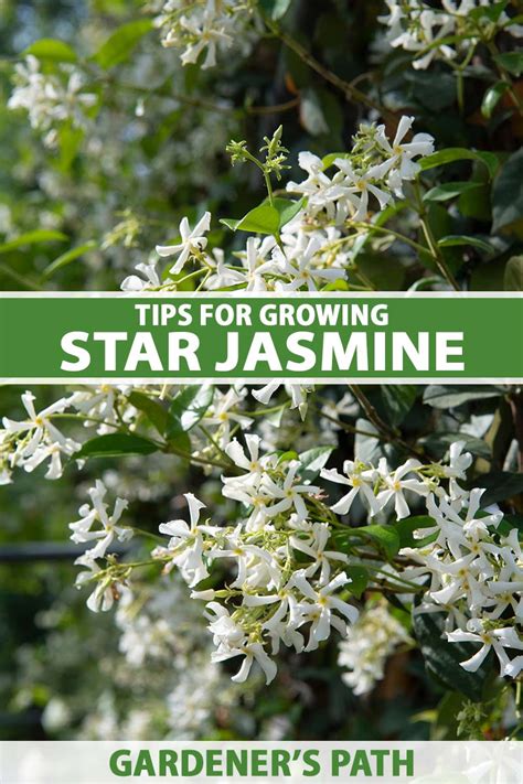 How To Grow Star Jasmine As A Ground Cover Gardeners Path Reportwire