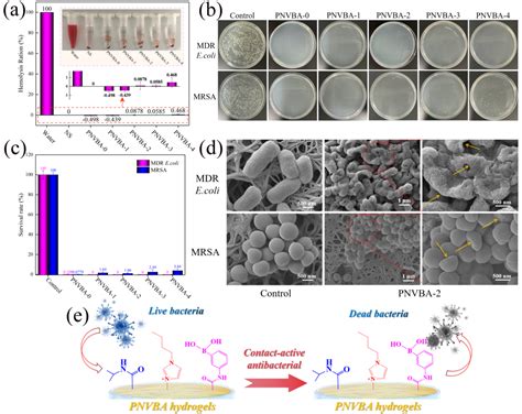 Biomacromolecules：基于三嵌段共聚物的双交联水凝胶敷料，具有抗冻、抗干燥和固有抗菌性能 X Mol资讯