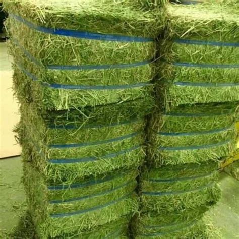 Mesh Alfalfa Hay Grass Packaging Size 25 Kg At ₹ 78kg In Mettupalayam Id 2856407908262