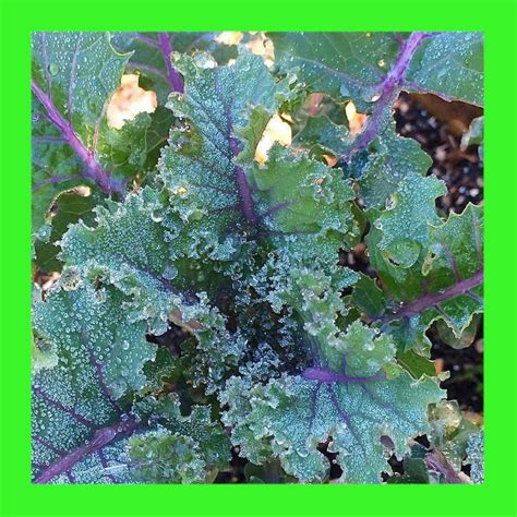 Red Kale Leaf