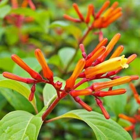 Firebush Scarlet Bush Hummingbird Bush Redhead Bush Plant