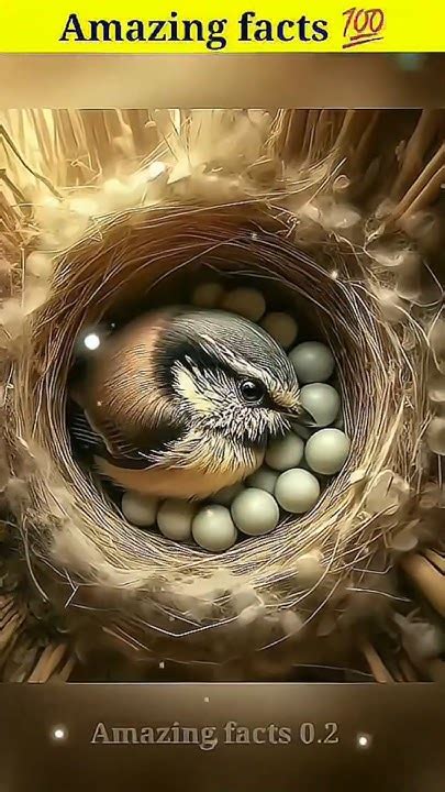 😎 Amazing Facts About Pendulin Tit💯 Shorts Trending Viral Youtube