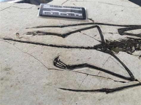 Model Skeleton Pterosaur Replica 25 Cm 1 Cm 30 Cm 1 Catawiki