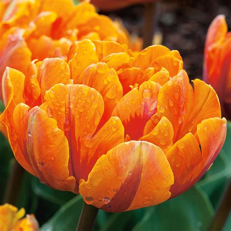 Tulip Orange Princess Garden Express