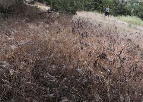 Cheatgrass Returns To Central Oregon The Bulletin
