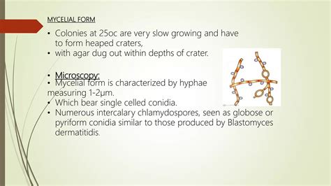Paracoccidioidomycosis Pptx
