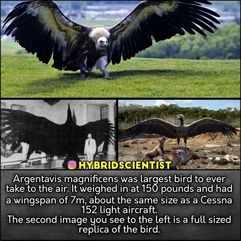 Largest Bird Ever Interesting Animals Weird Animals Animals Beautiful