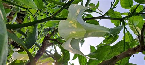 Cacaxtla Brugmansia Growers International