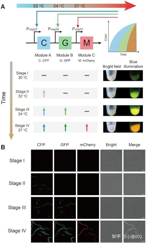 生物反应器应用 多模块动态代谢调控系统提高生产 知乎