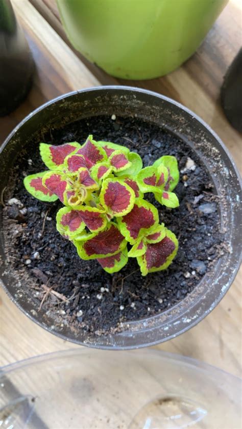 Identification Rcoleus
