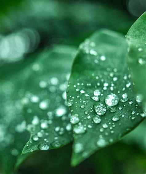 About Leaf Engineers