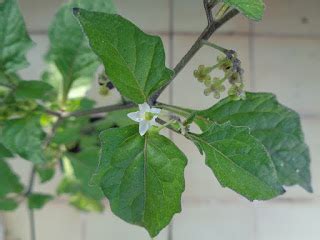 Plantas Para Hombres Solanum Nigrum Hierba Mora