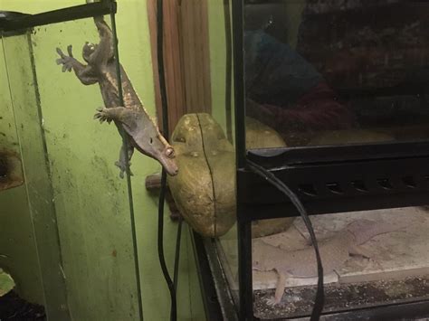 Big Bad Bart Gecko Time