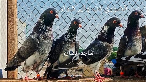 قصوری ڈب والے کبوتر۔۔۔🌹🌹🌹 Youtube