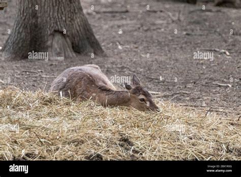 Liebes Tier Wildes Tier Fotos Und Bildmaterial In Hoher Auflösung Alamy