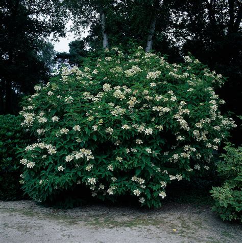 Hydrangea Paniculata ‘praecox Panicle License Image 12127100