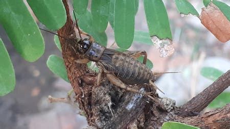 Crickets Include Insect Type Animals Including Plant Pests Male