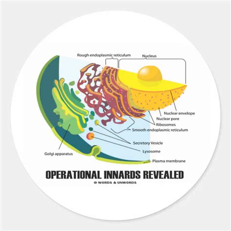 Operational Innards Revealed Cell Biology Classic Round Sticker Zazzle